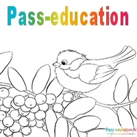 Coloriage gratuit d'oiseaux - téléchargez et imprimez des dessins à ...